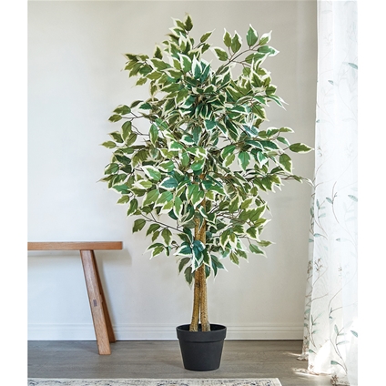Stunning Variegated Ficus - Innovations