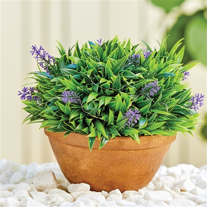 Solar Lavender Pot - Innovations